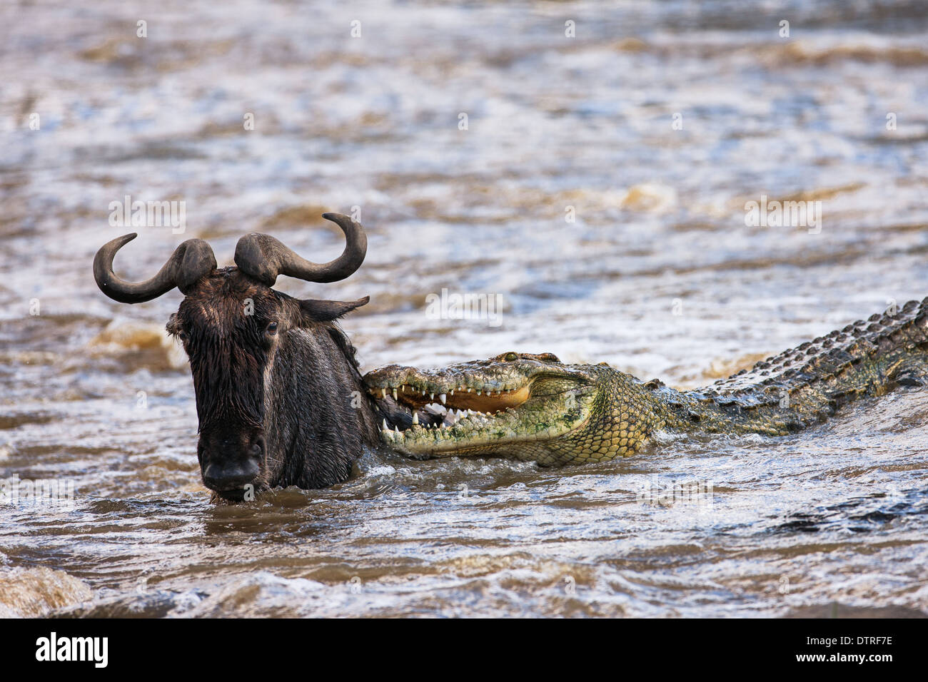 Crocodile attack hi-res stock photography and images - Alamy