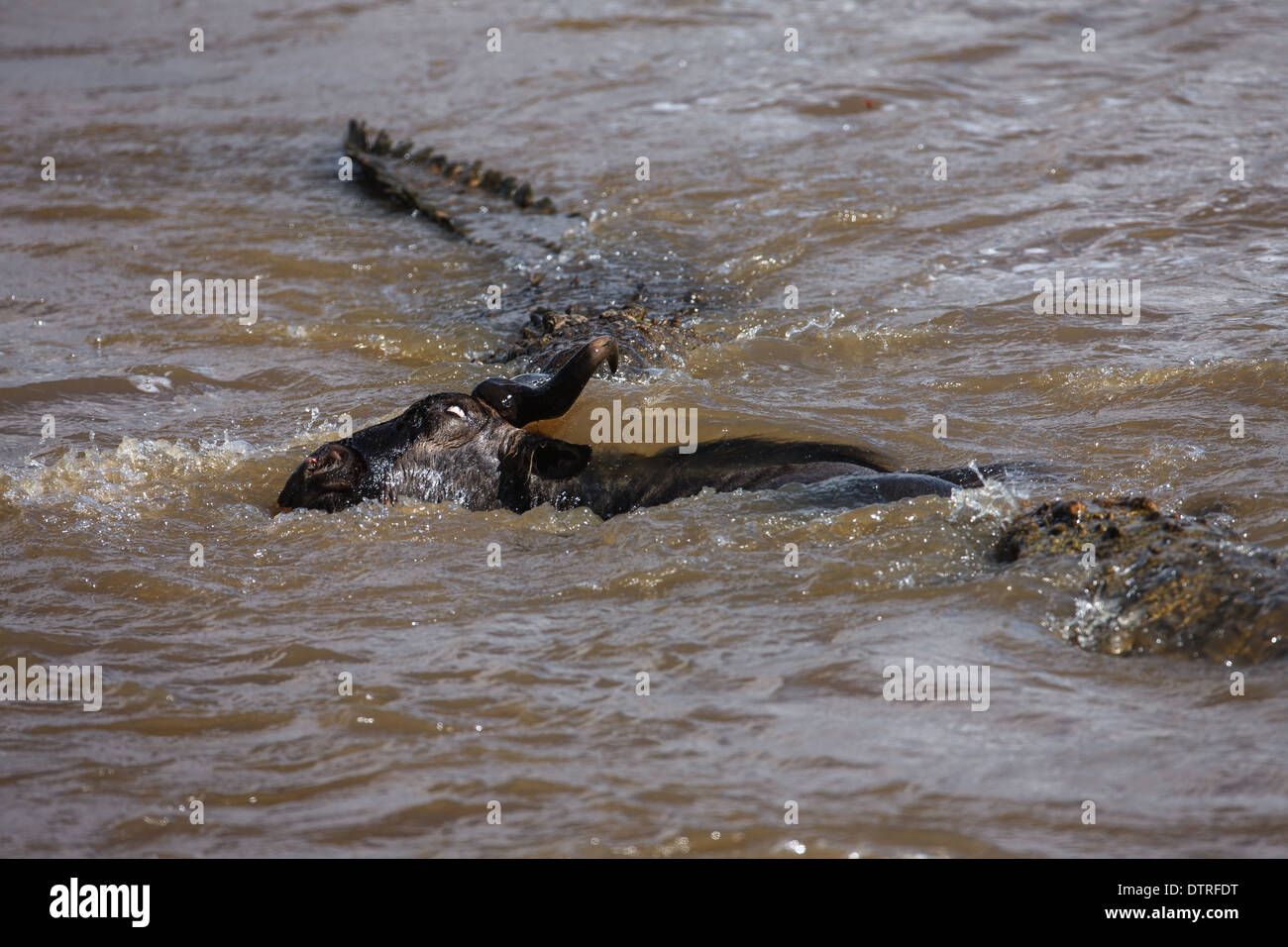 Among crocodiles hi-res stock photography and images - Alamy