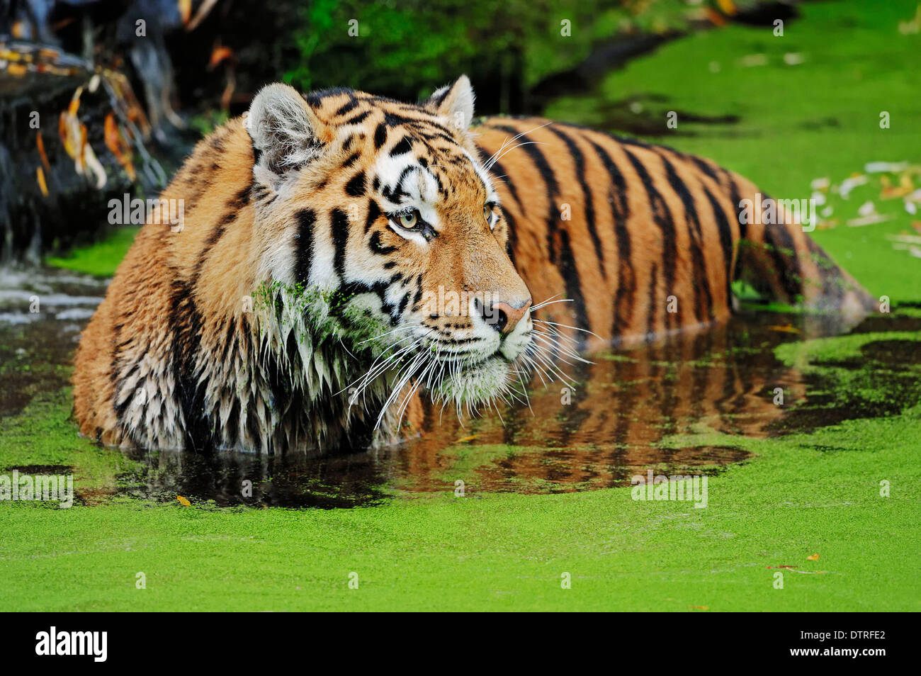 Siberian Tiger in water / (Panthera tigris altaica Stock Photo - Alamy