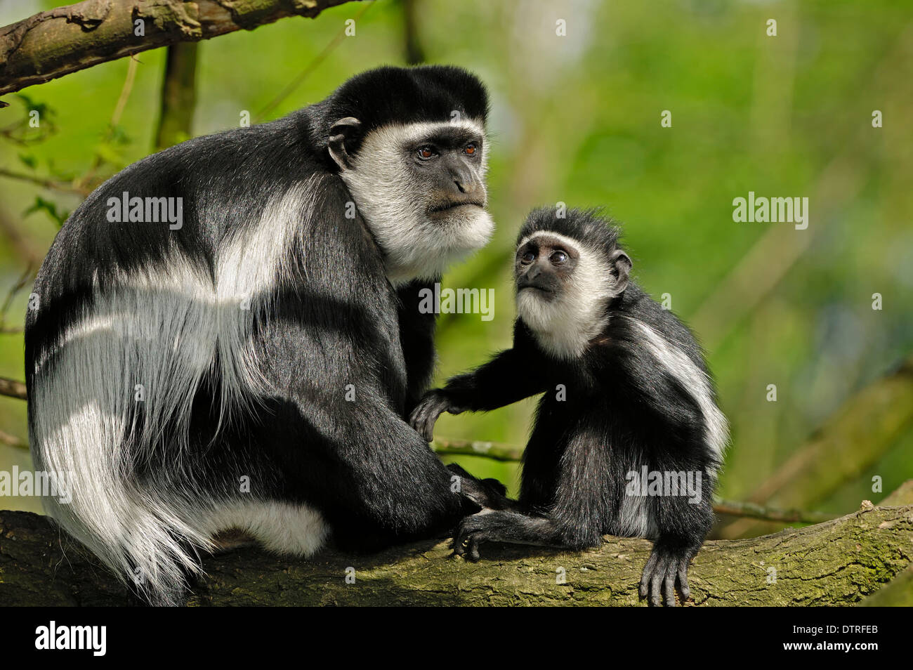 Black-and-white Colobus Monkey, female with young / (Colobus guereza ...