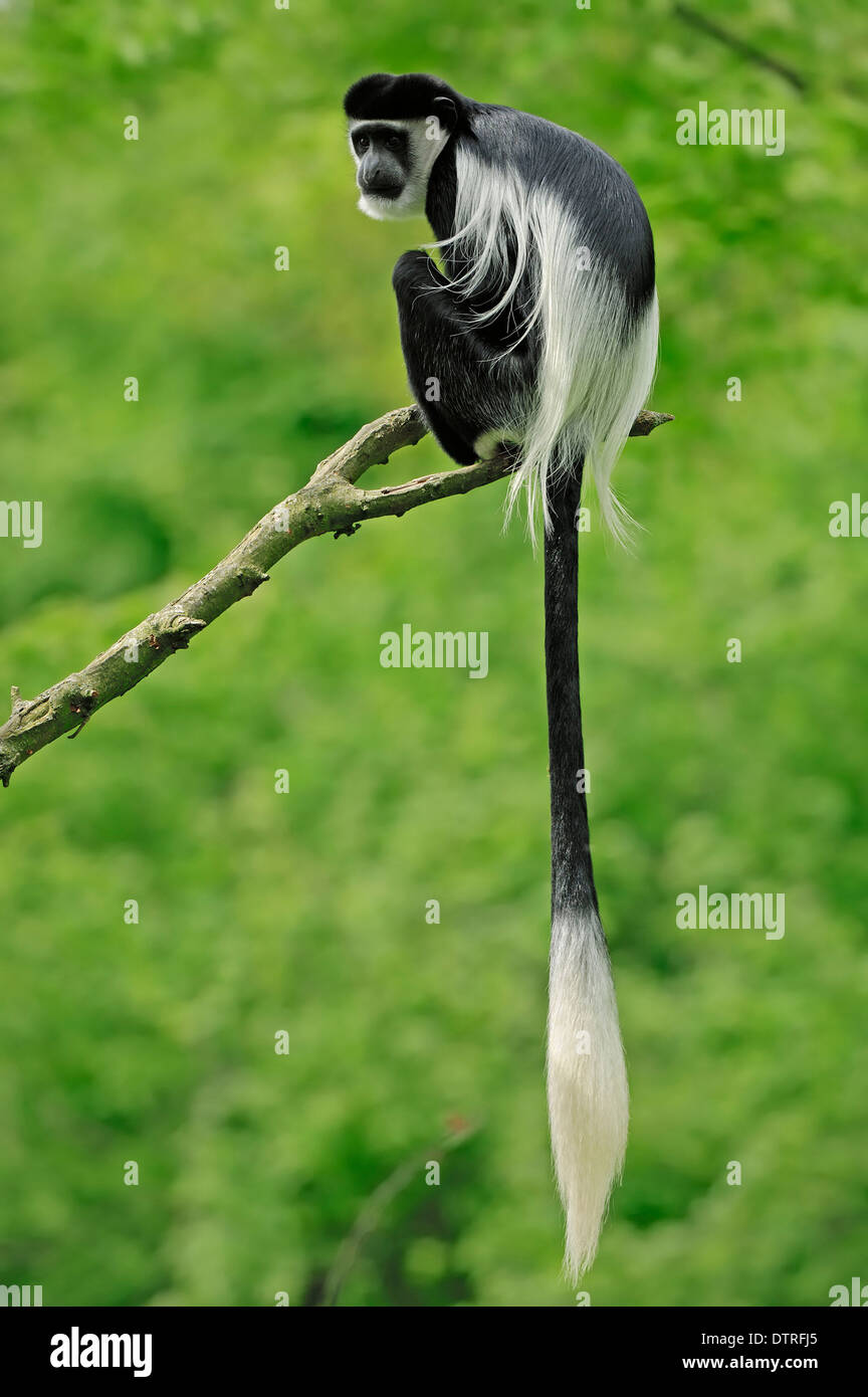 Colobus guereza images hi-res stock photography and images - Alamy
