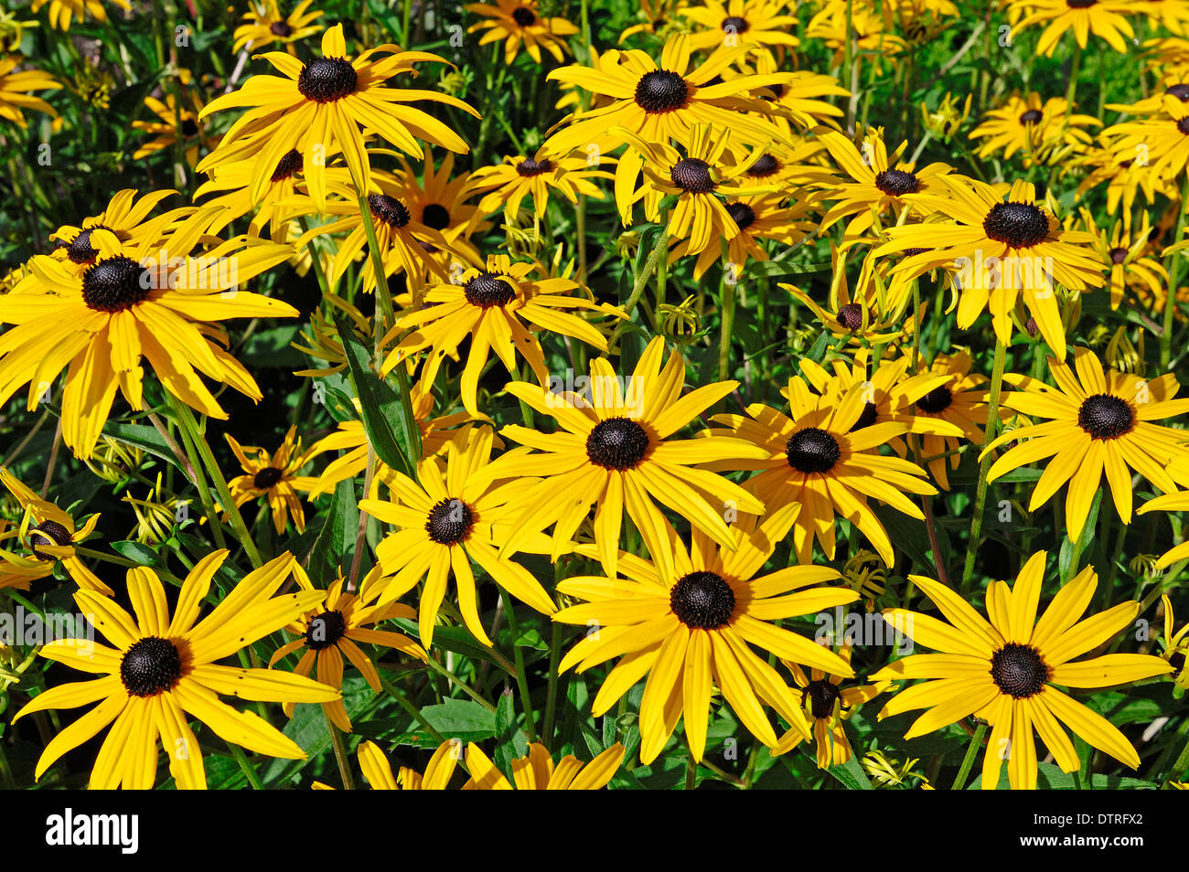 Black eyed susan flower images hi-res stock photography and images - Alamy