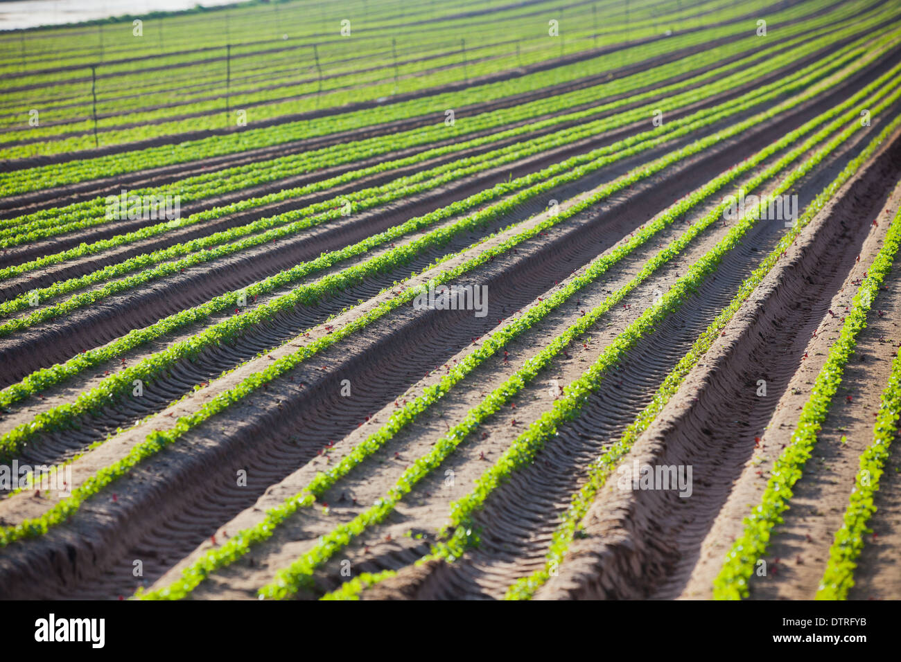 Rows horizontal hi-res stock photography and images - Alamy