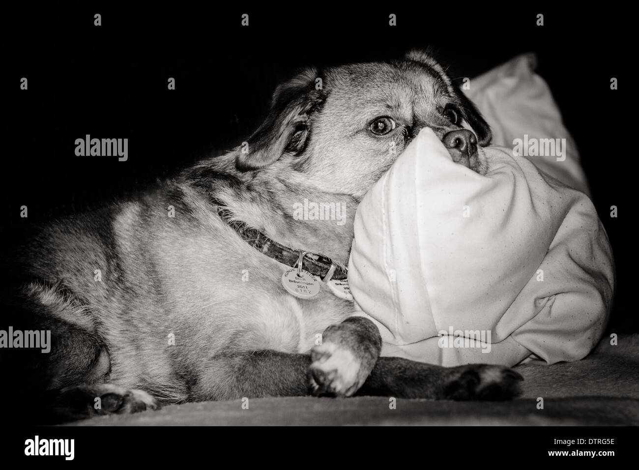 Crossed paws of a dog hi-res stock photography and images - Alamy