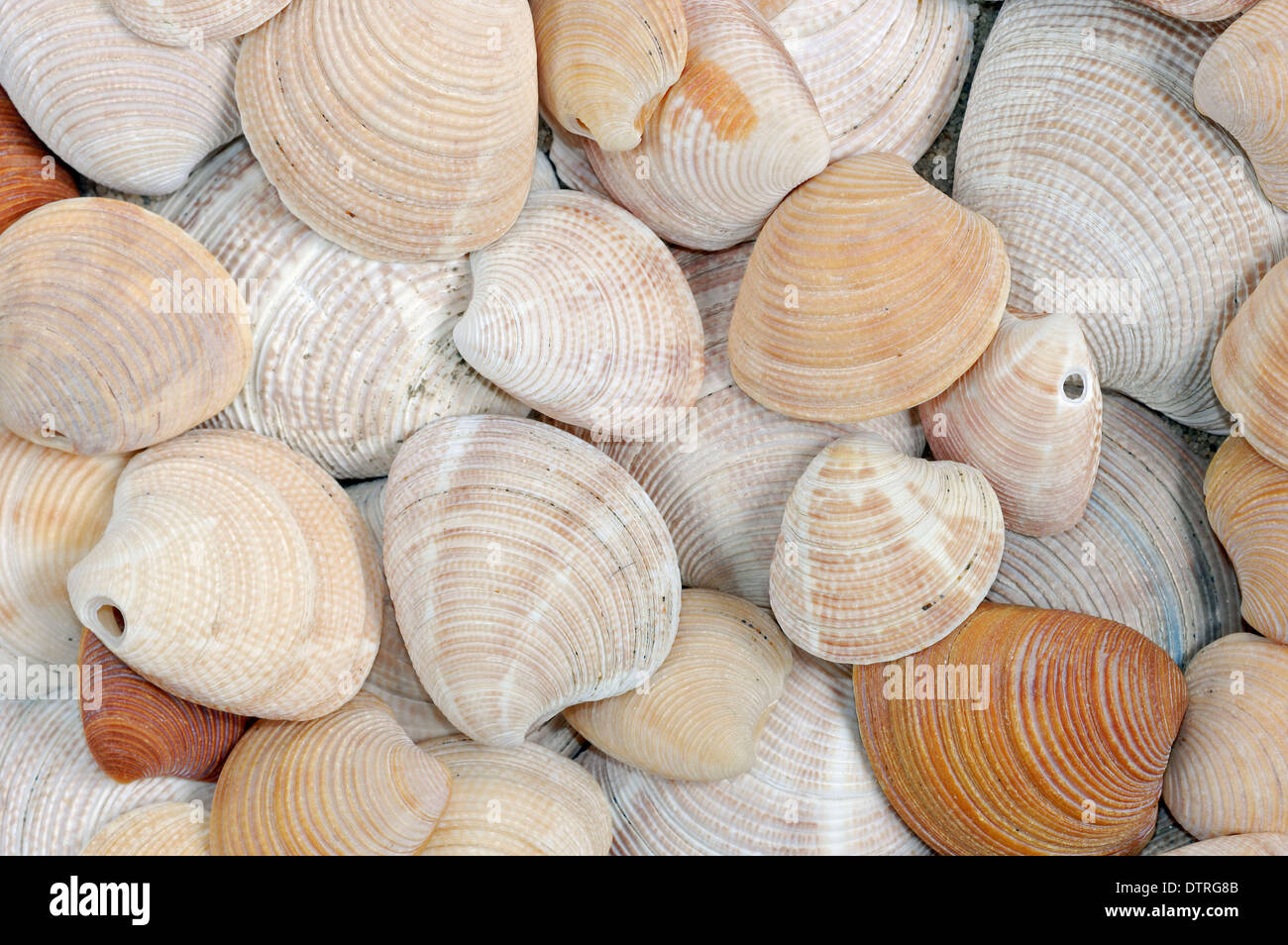 Venus gallina hi-res stock photography and images - Alamy