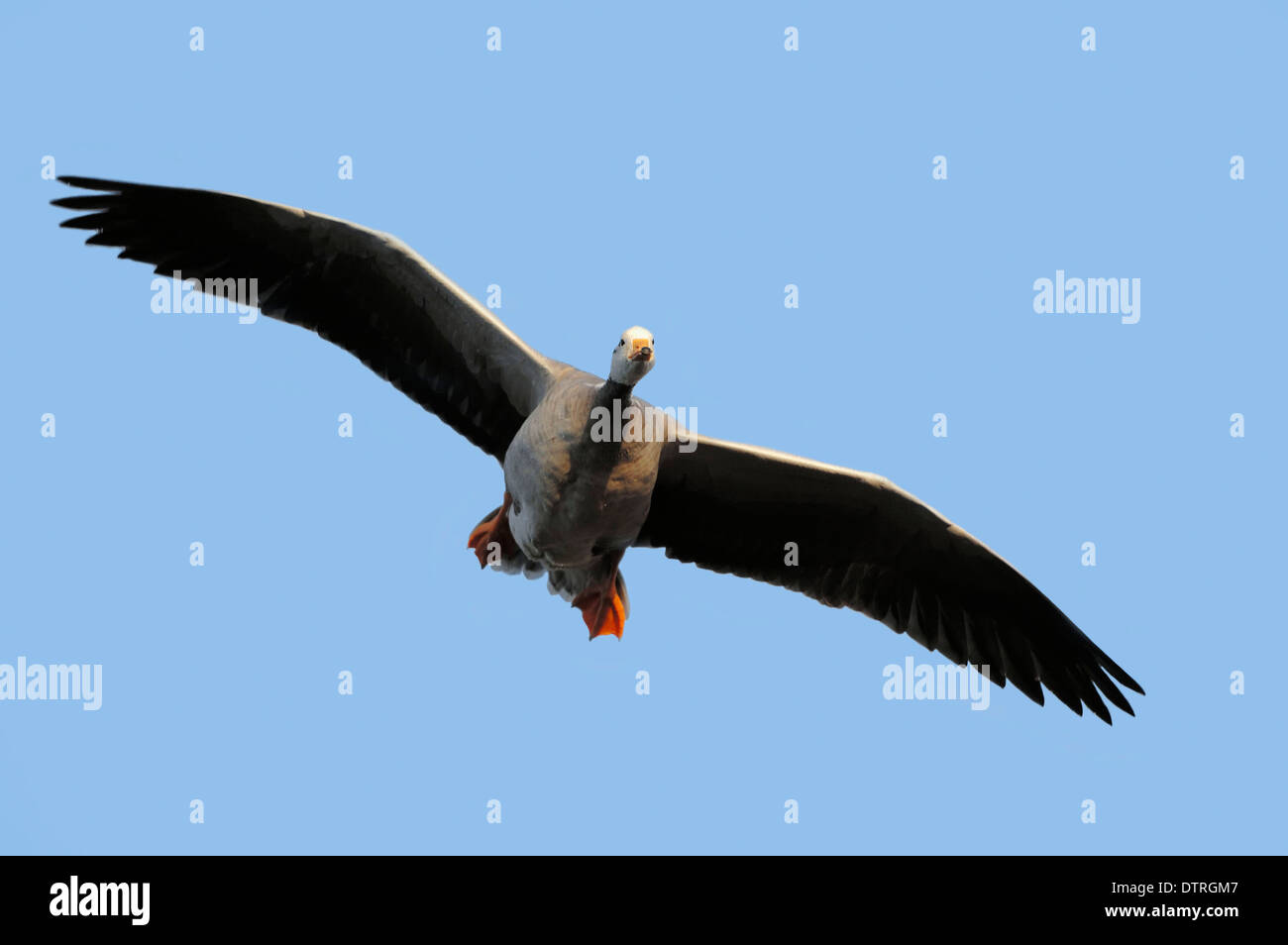 Bar flys hi-res stock photography and images - Alamy