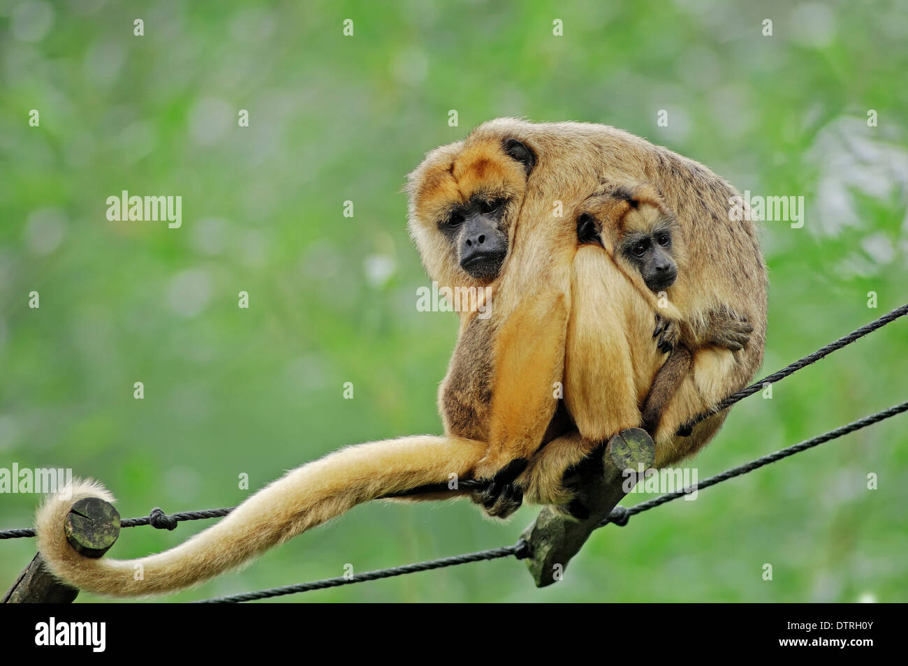 Black Howler Monkey, female with young / (Alouatta caraya Stock Photo ...