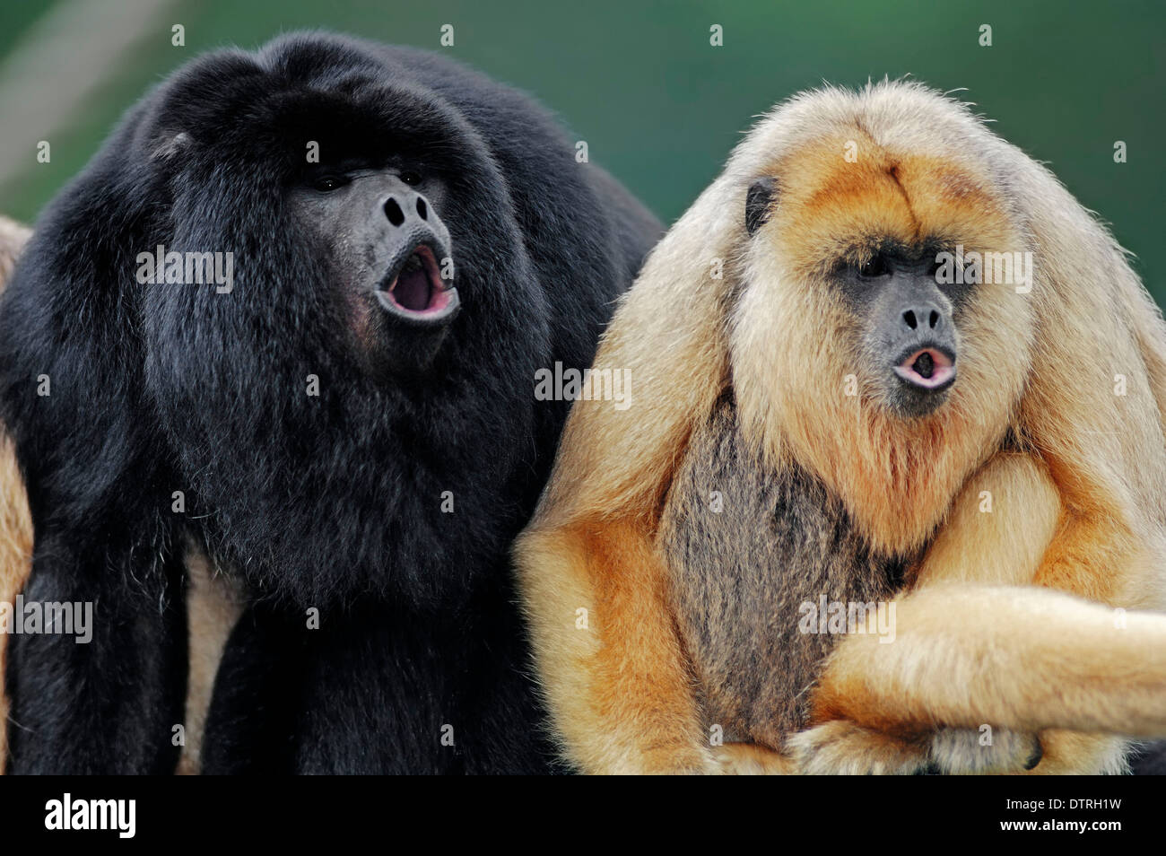 Black Howler Monkey, male and female with young, roaring / (Alouatta ...