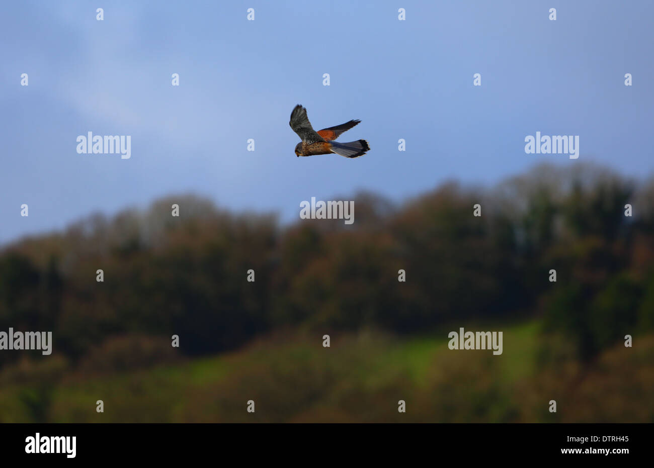 Uk birds of prey hi-res stock photography and images - Alamy
