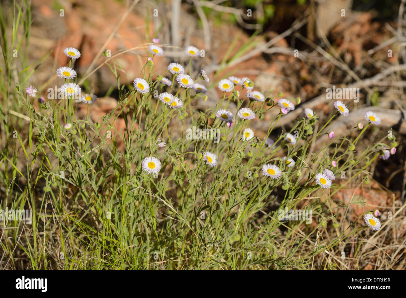 Shaggy Fleebane, Erigeron pumilus, also known as Vernal Daisy ...