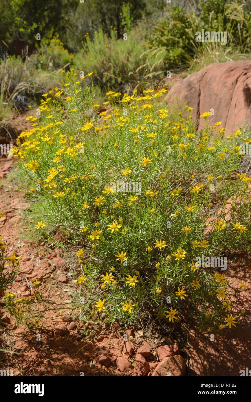 Wildflowers ????, Zion National Park, Utah, USA Stock Photo - Alamy