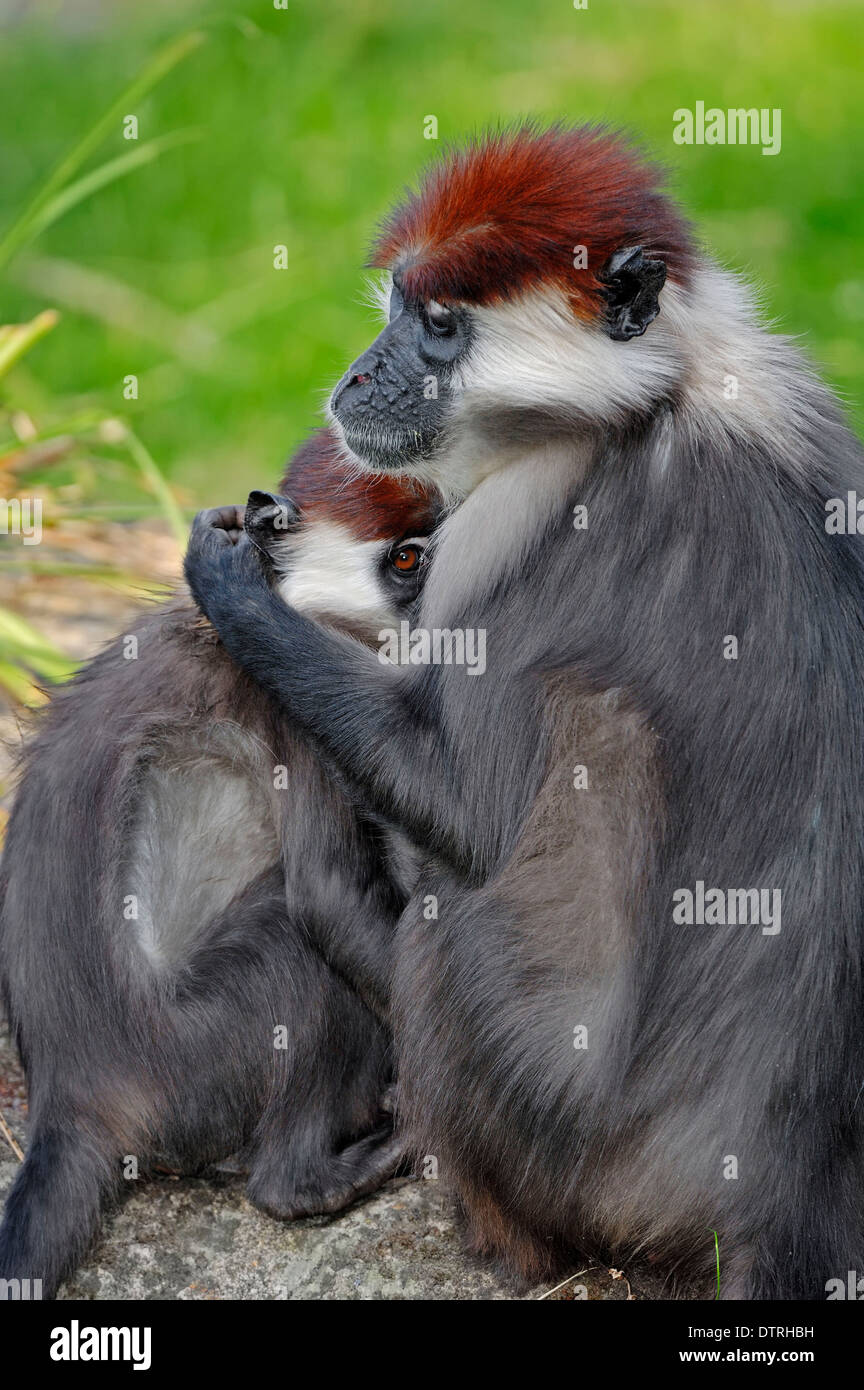 Red crowned mangabey red capped mangabey white collared hi-res stock ...