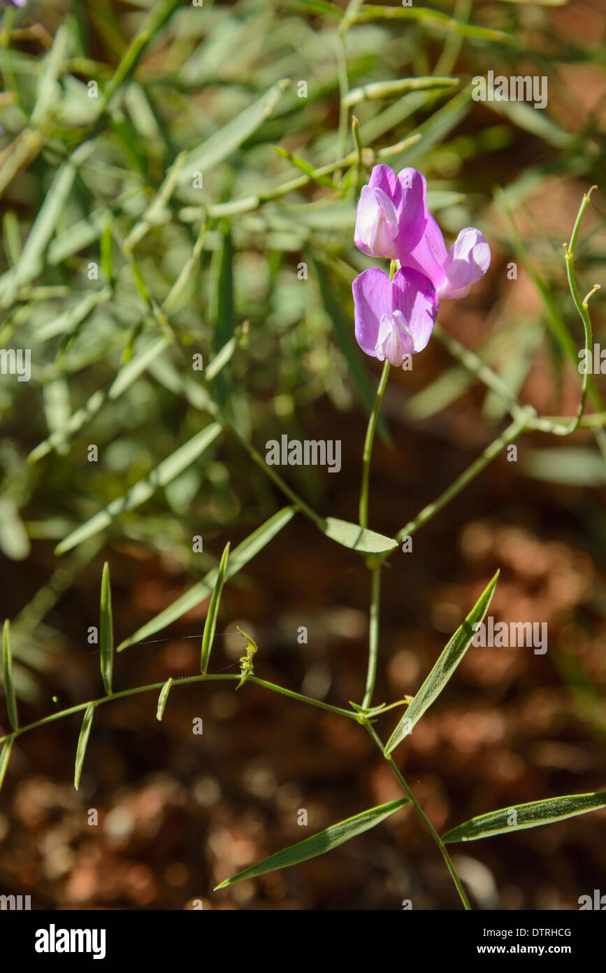 Bush pea hi-res stock photography and images - Alamy