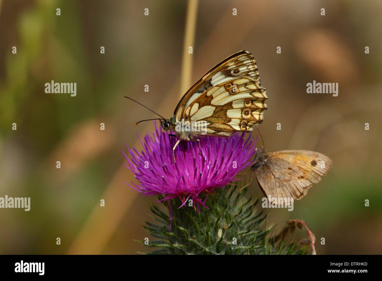 Marbled white butterfly uk hi-res stock photography and images - Alamy