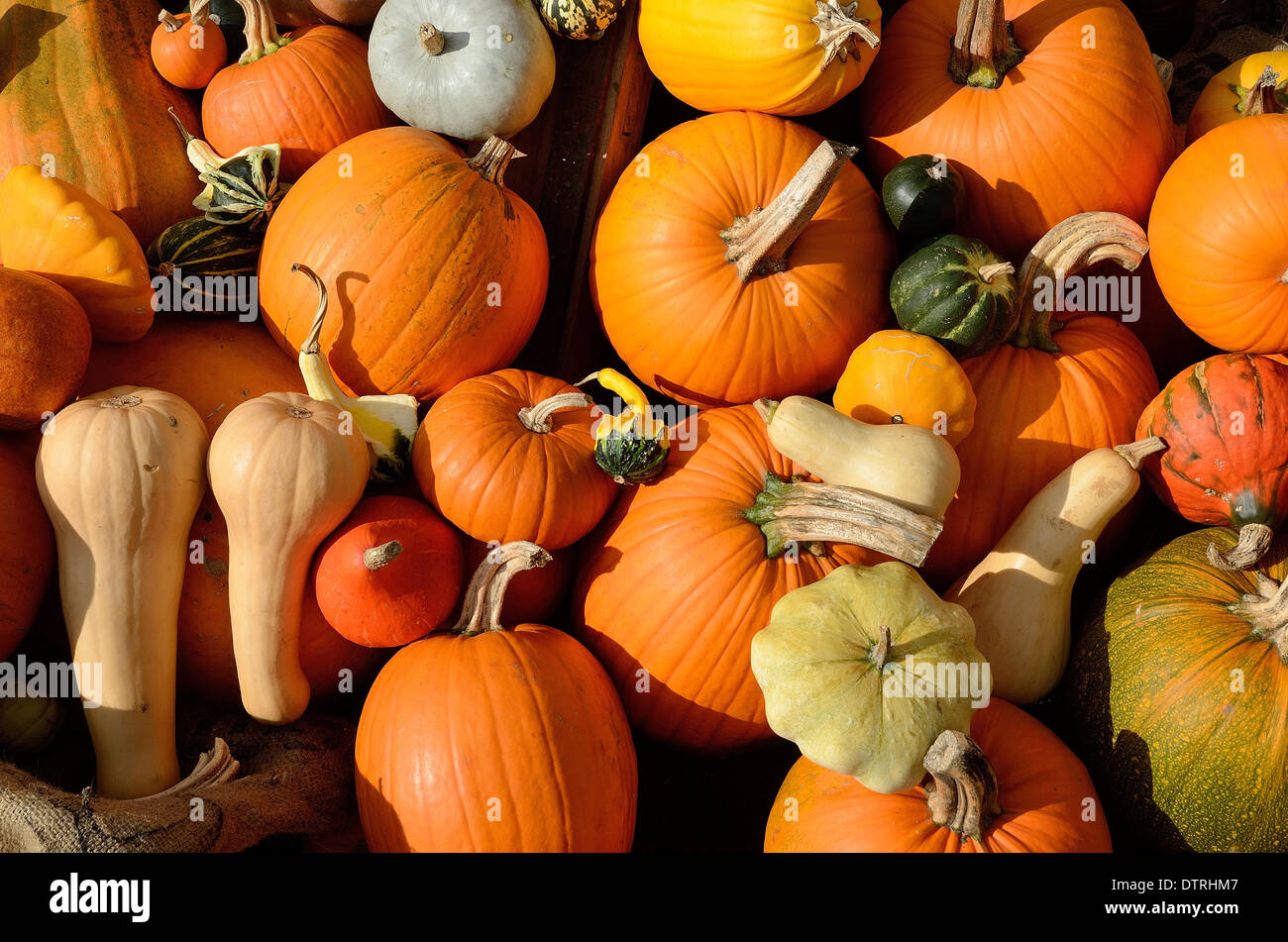 Collection of assorted pumpkins Stock Photo - Alamy