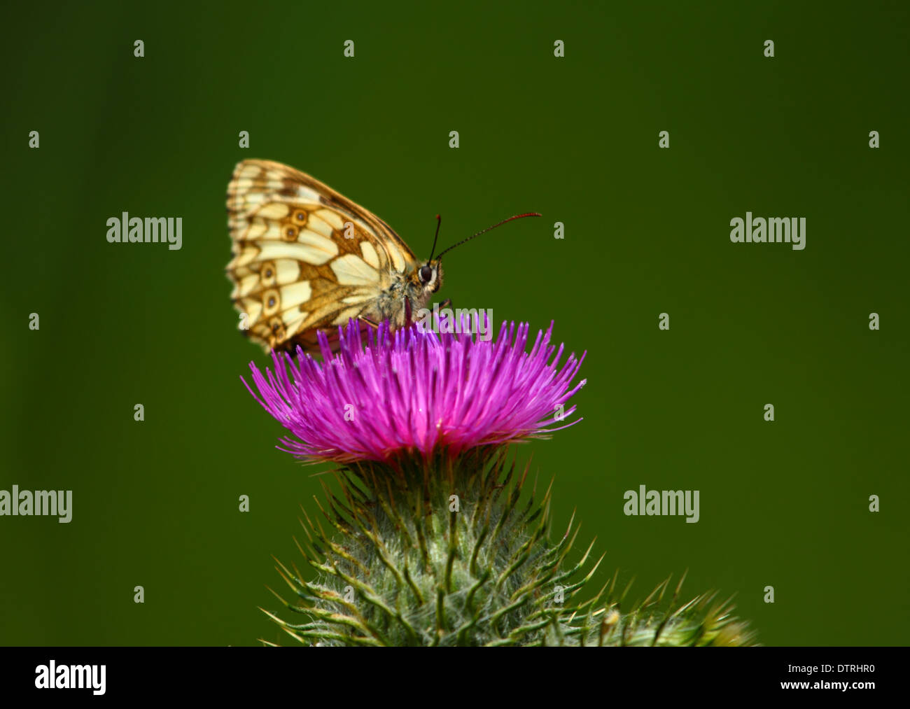 Marbled white butterfly uk hi-res stock photography and images - Alamy