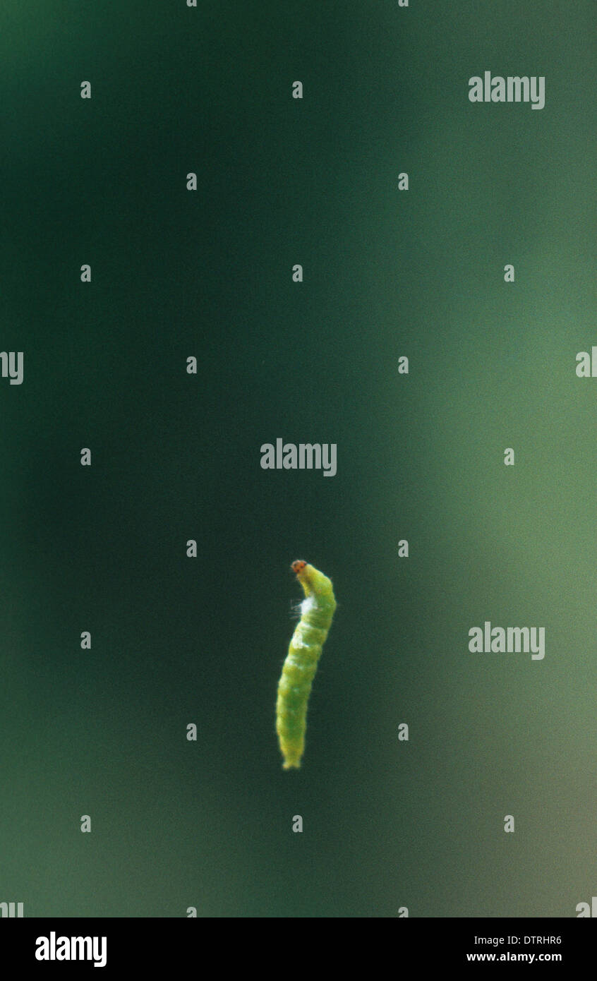 Caterpillar hanging from almost invisible thread Uk Stock Photo - Alamy