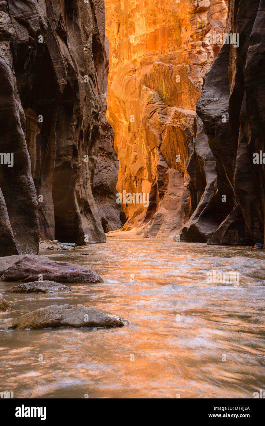 Virgin River Narrows, Zion National Park, Utah, USA Stock Photo - Alamy