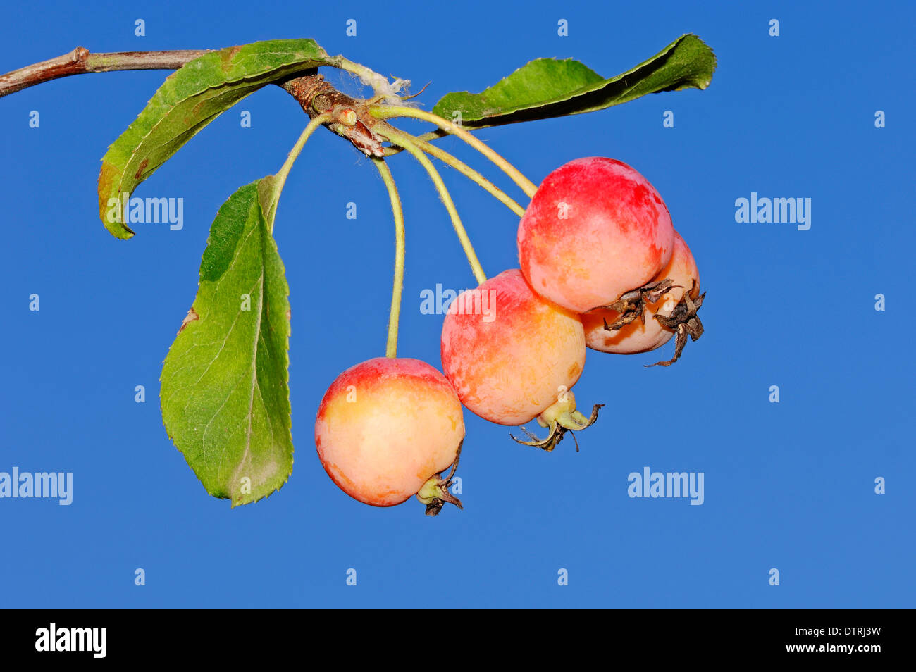 Transcendent Crabapple