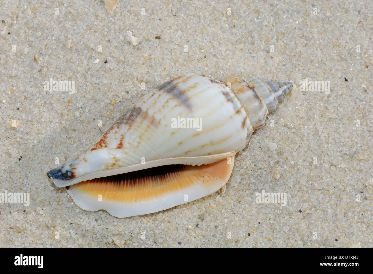 Little Bear Conch / (Strombus urceus) / Black-lipped Conch, Little ...