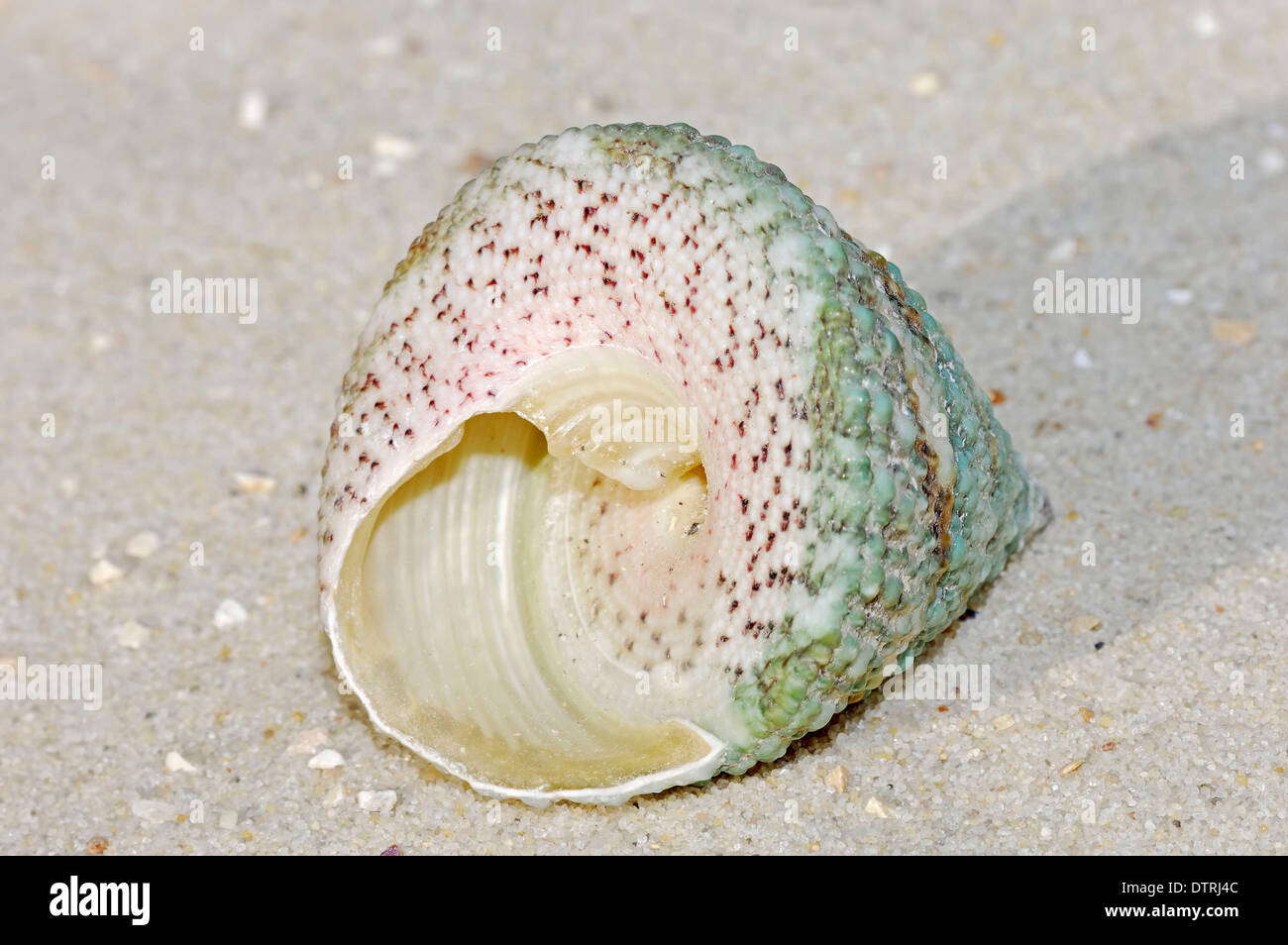 Tectus / (Tectus pyramis) / Sea shell Stock Photo - Alamy