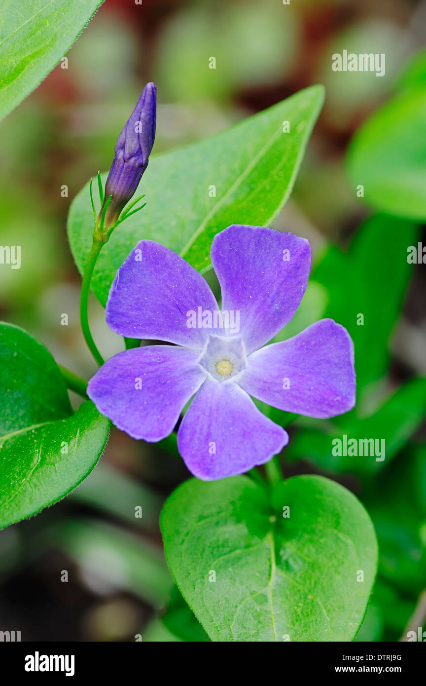 Lesser Periwinkle / (Vinca minor Stock Photo - Alamy