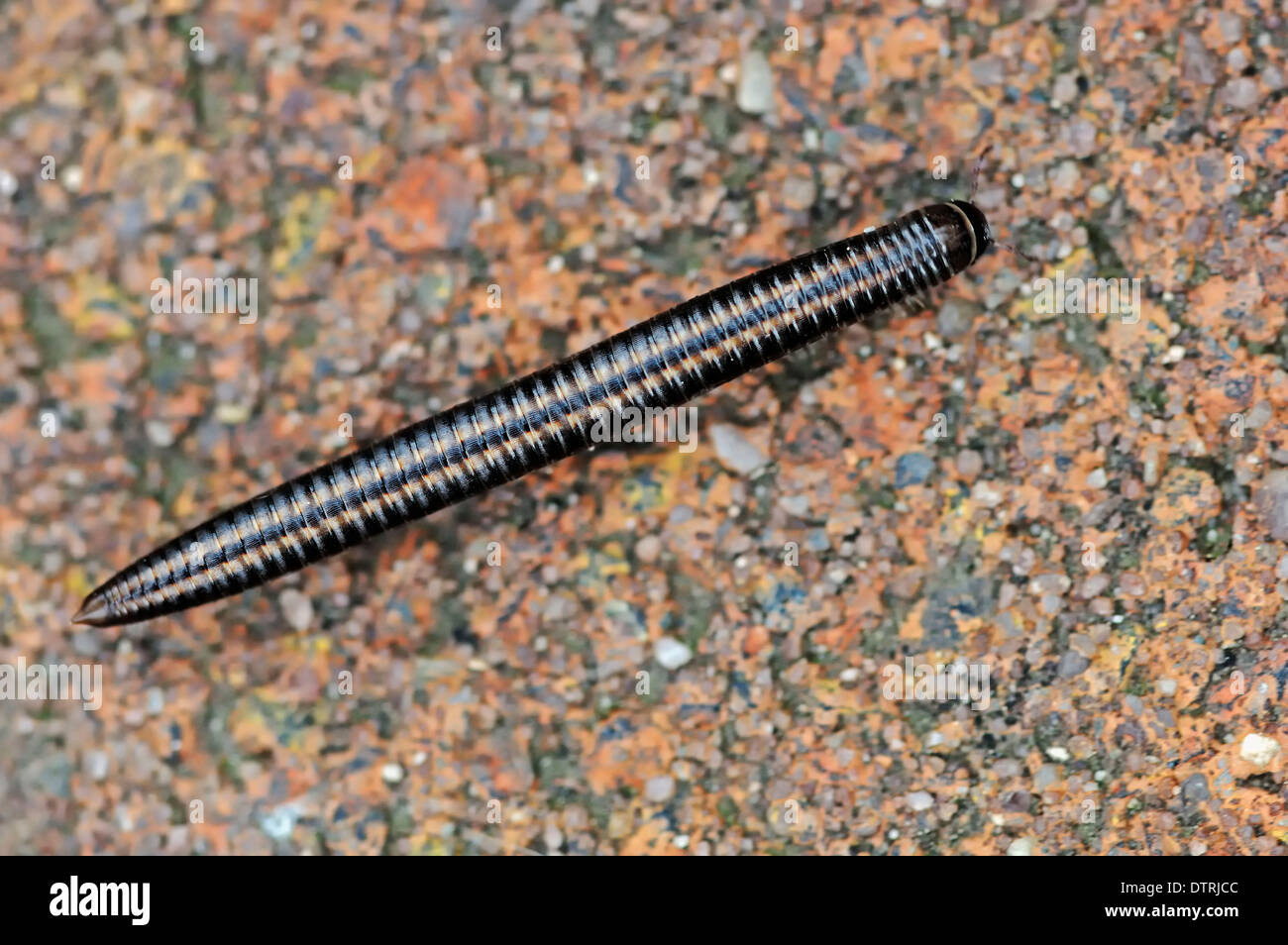 Millepedes, female, North Rhine-Westphalia, Germany / (Megaphyllum ...