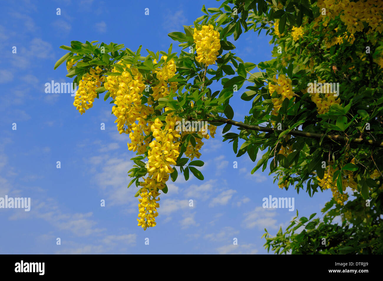 Common Laburnum / (Laburnum anagyroides Stock Photo - Alamy