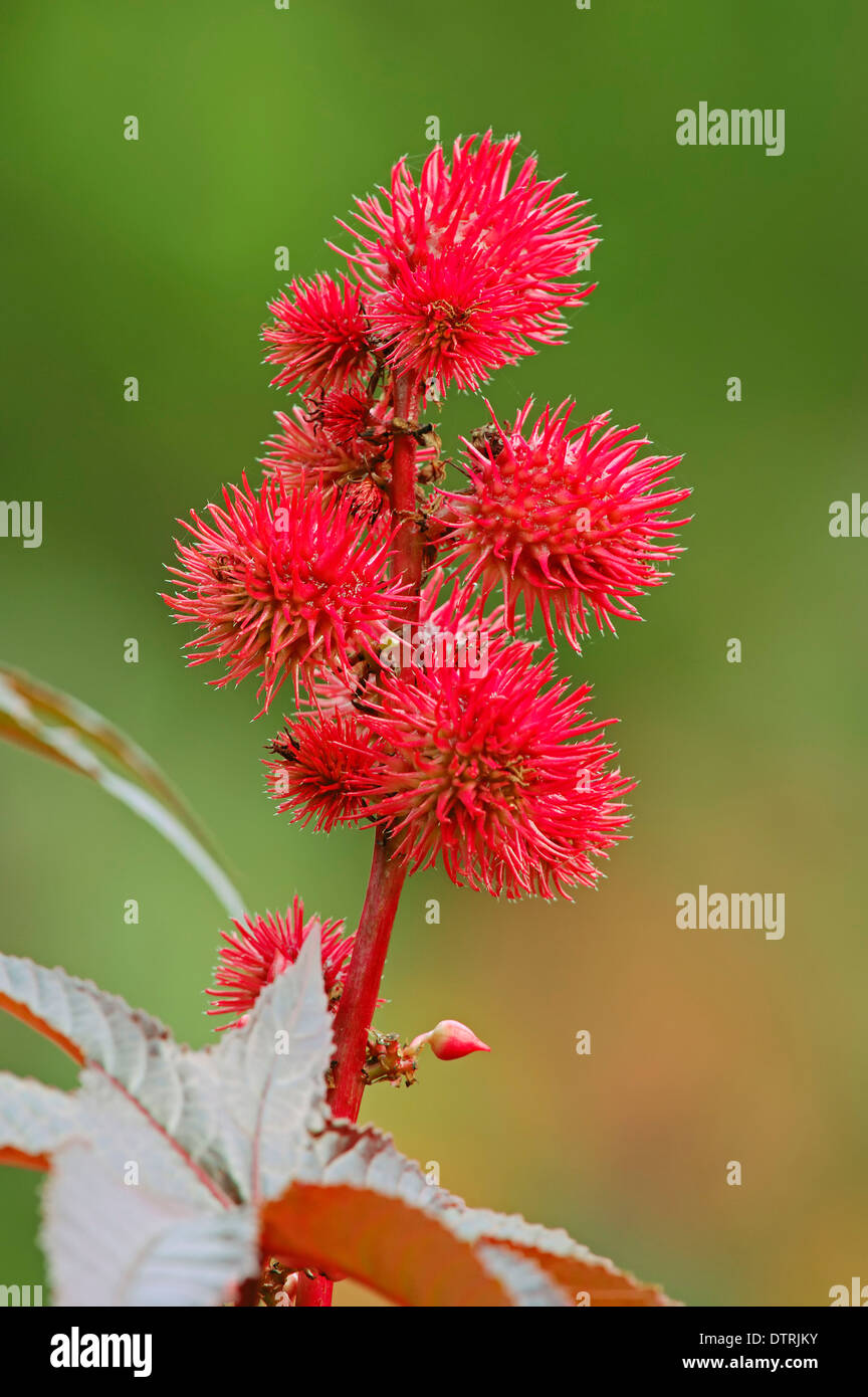 Plants ricinus hi-res stock photography and images - Alamy