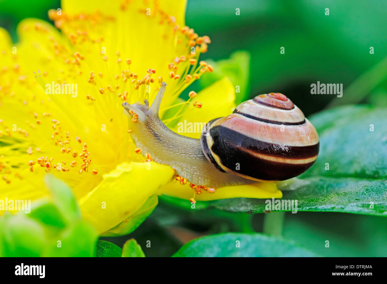 Brown lipped grove banded snails nemoralis hi-res stock photography and ...