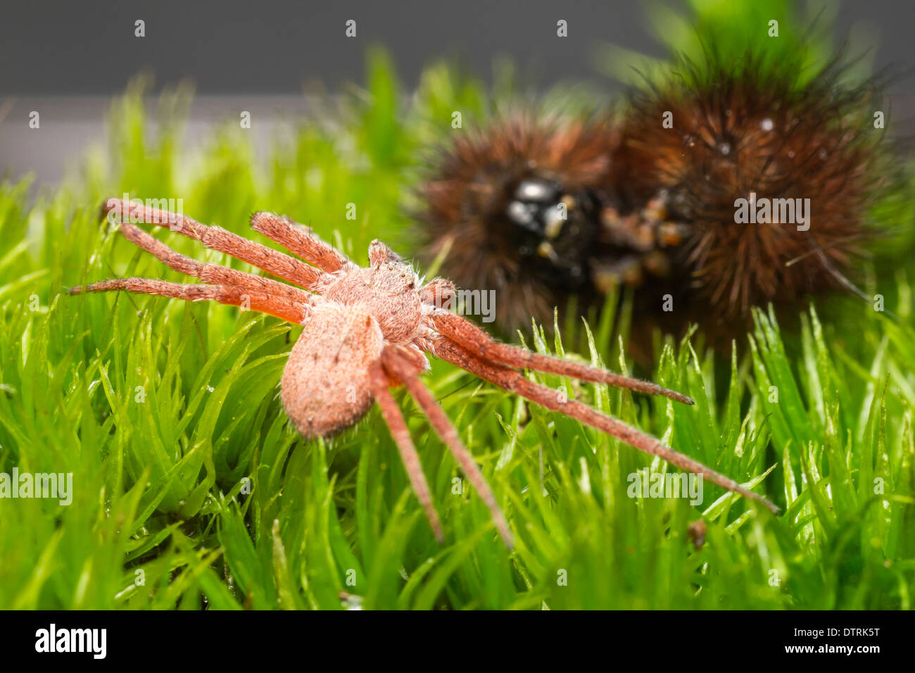 Portrait of a hunting wolf-spider Stock Photo - Alamy