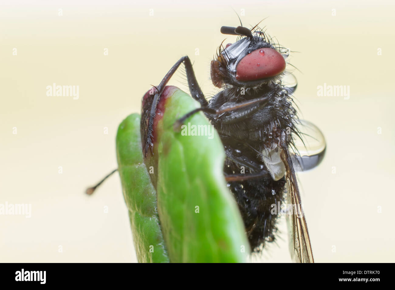 Portrait of a house fly Stock Photo - Alamy