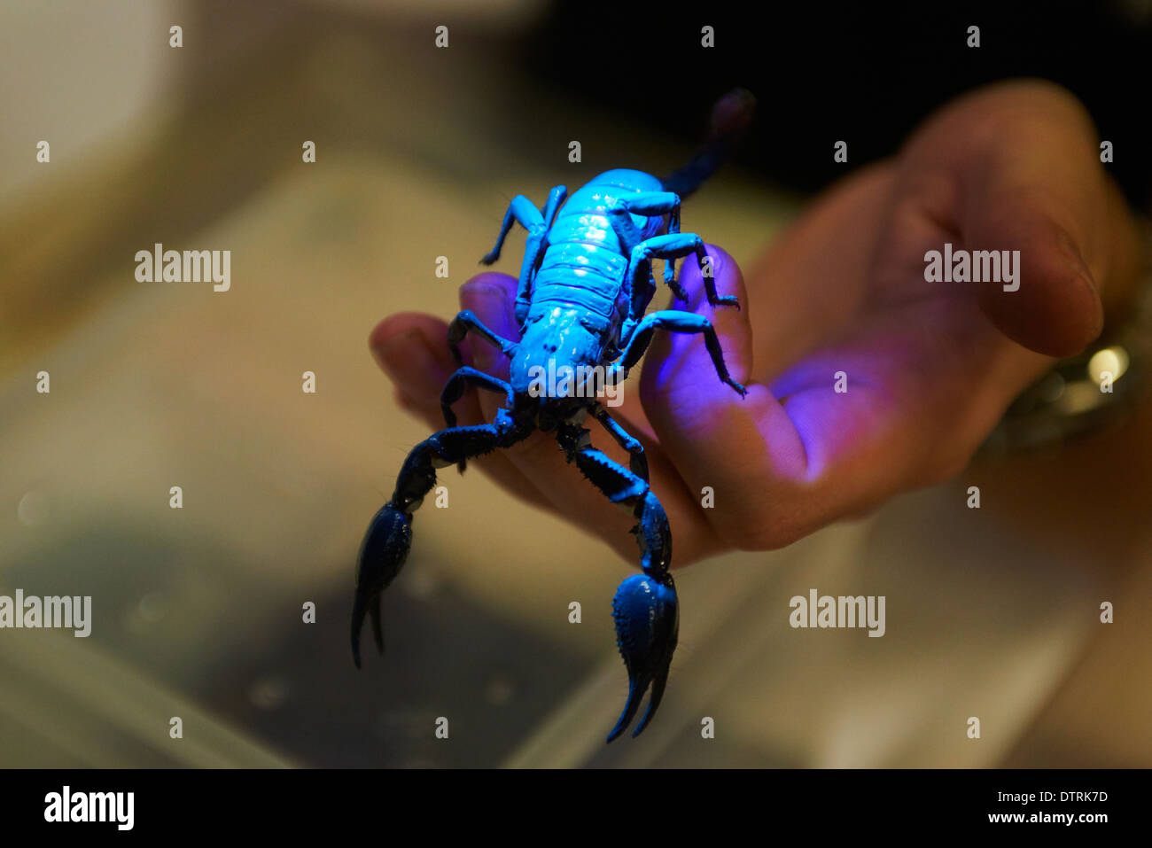 Keeper holding scorpion in hand Stock Photo - Alamy