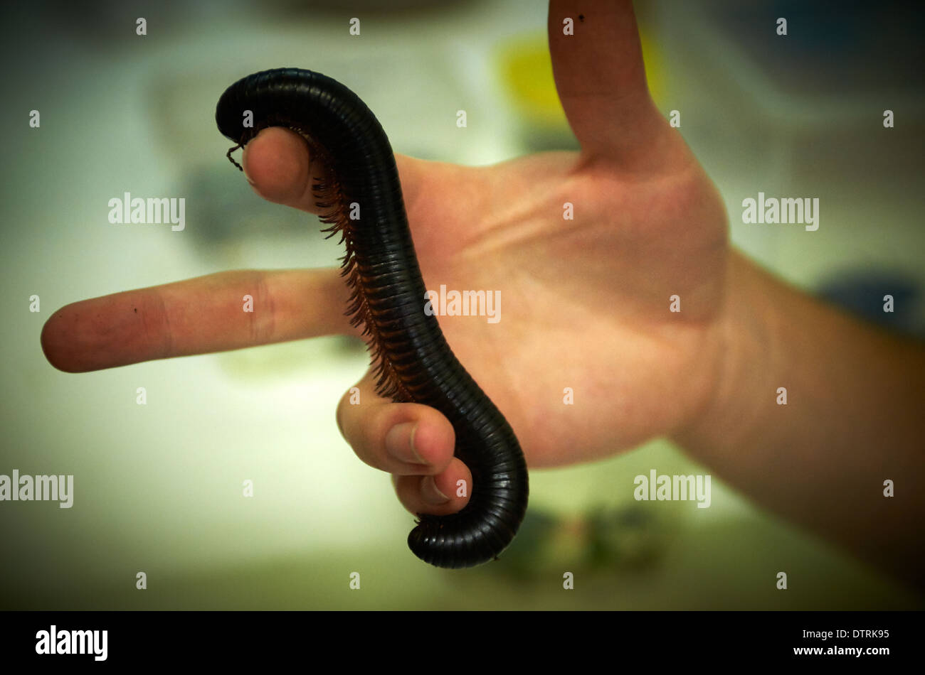 Diplopoda hi-res stock photography and images - Alamy