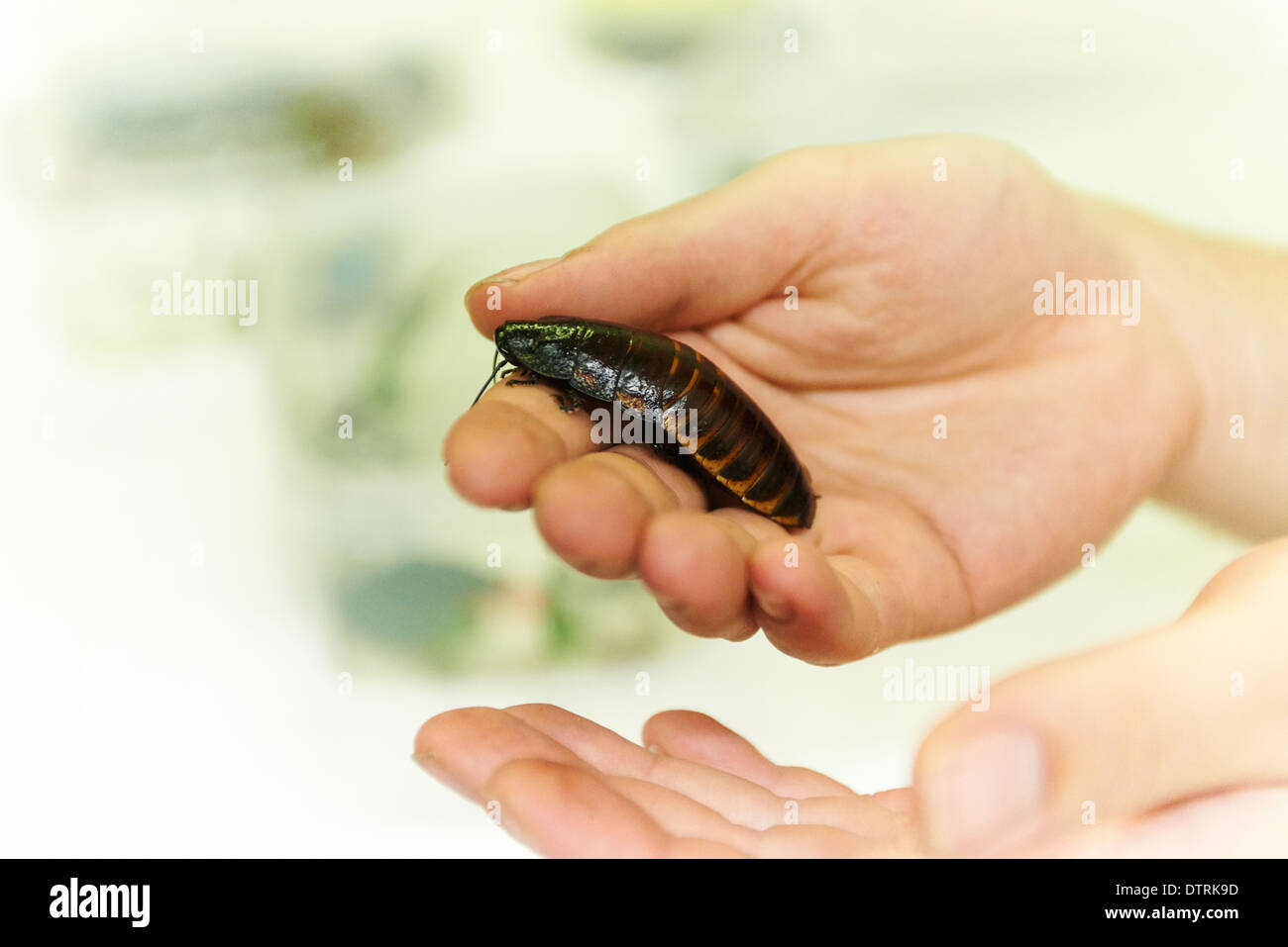 Human cockroach hi-res stock photography and images - Alamy