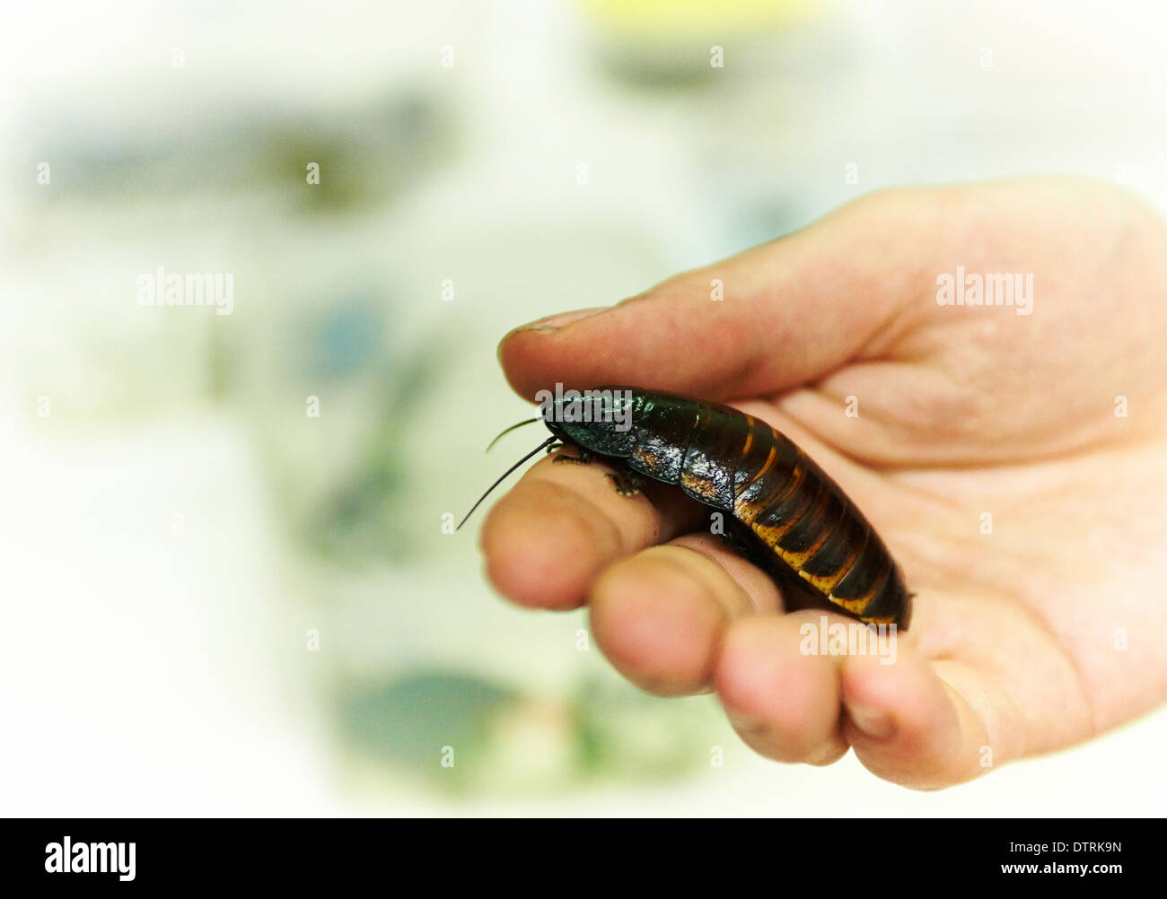 Giant cockroach hi-res stock photography and images - Alamy