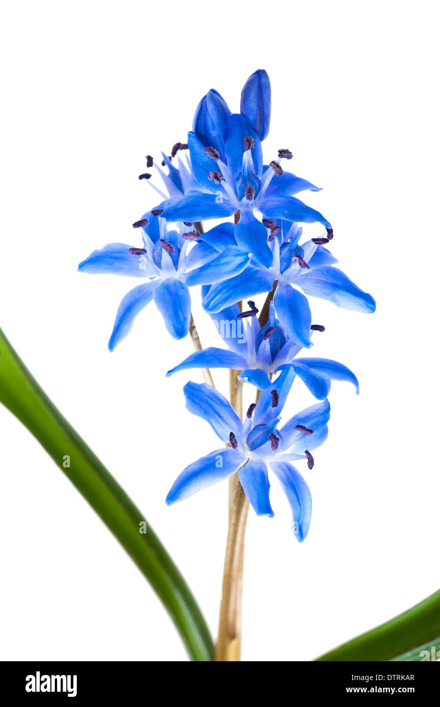 Siberian squill (Scilla siberica) on white background Stock Photo - Alamy