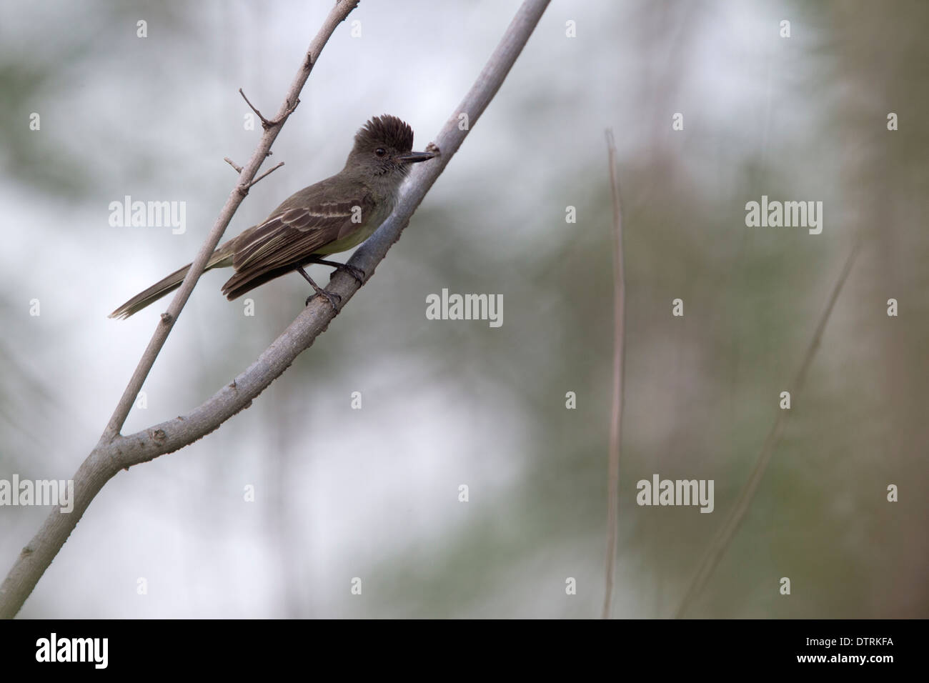 Apical Flycatcher (Myiarchus apicalis), a Colombian endemic, Magdalena ...