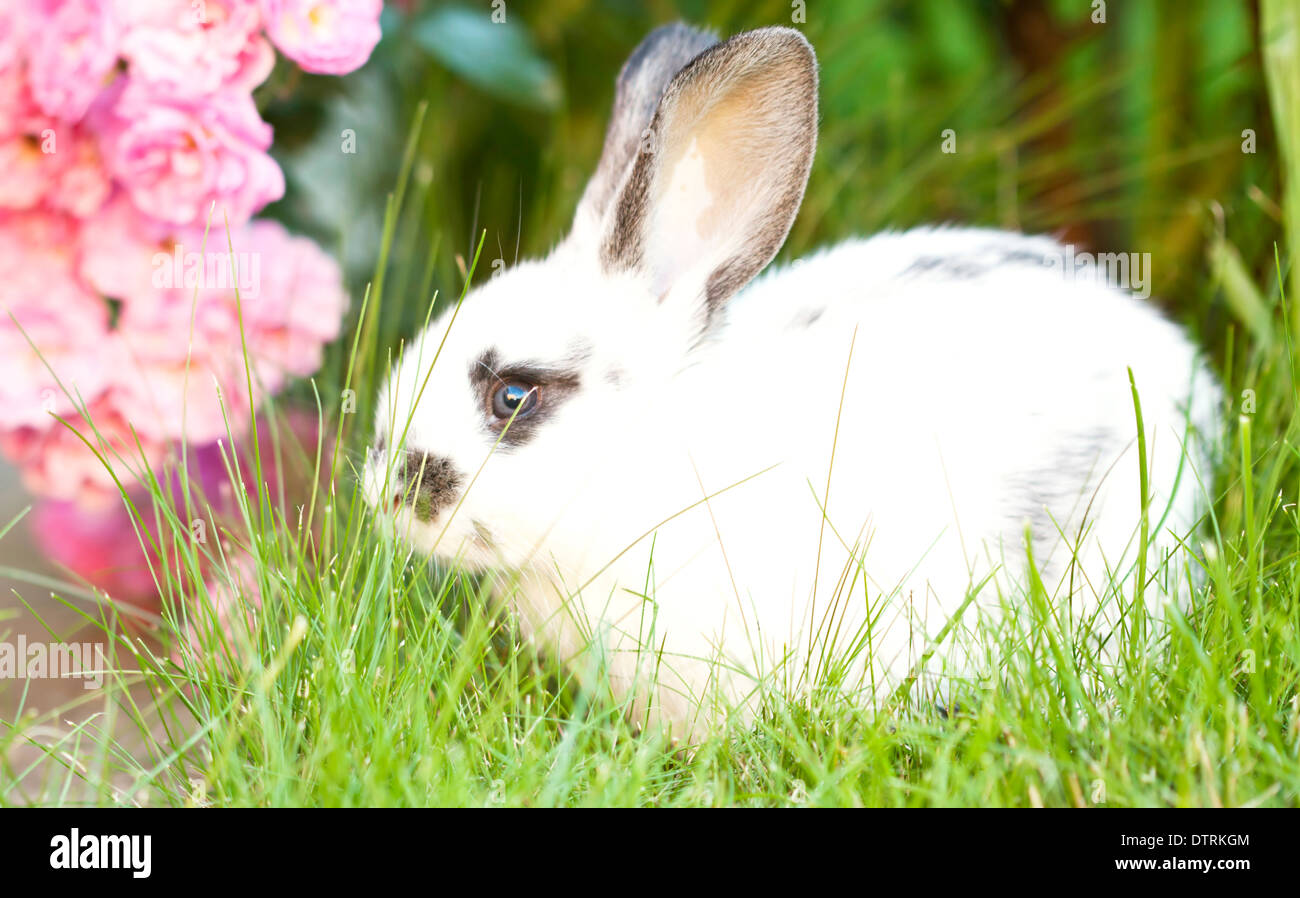 Baby rabbit lying down in hi-res stock photography and images - Alamy
