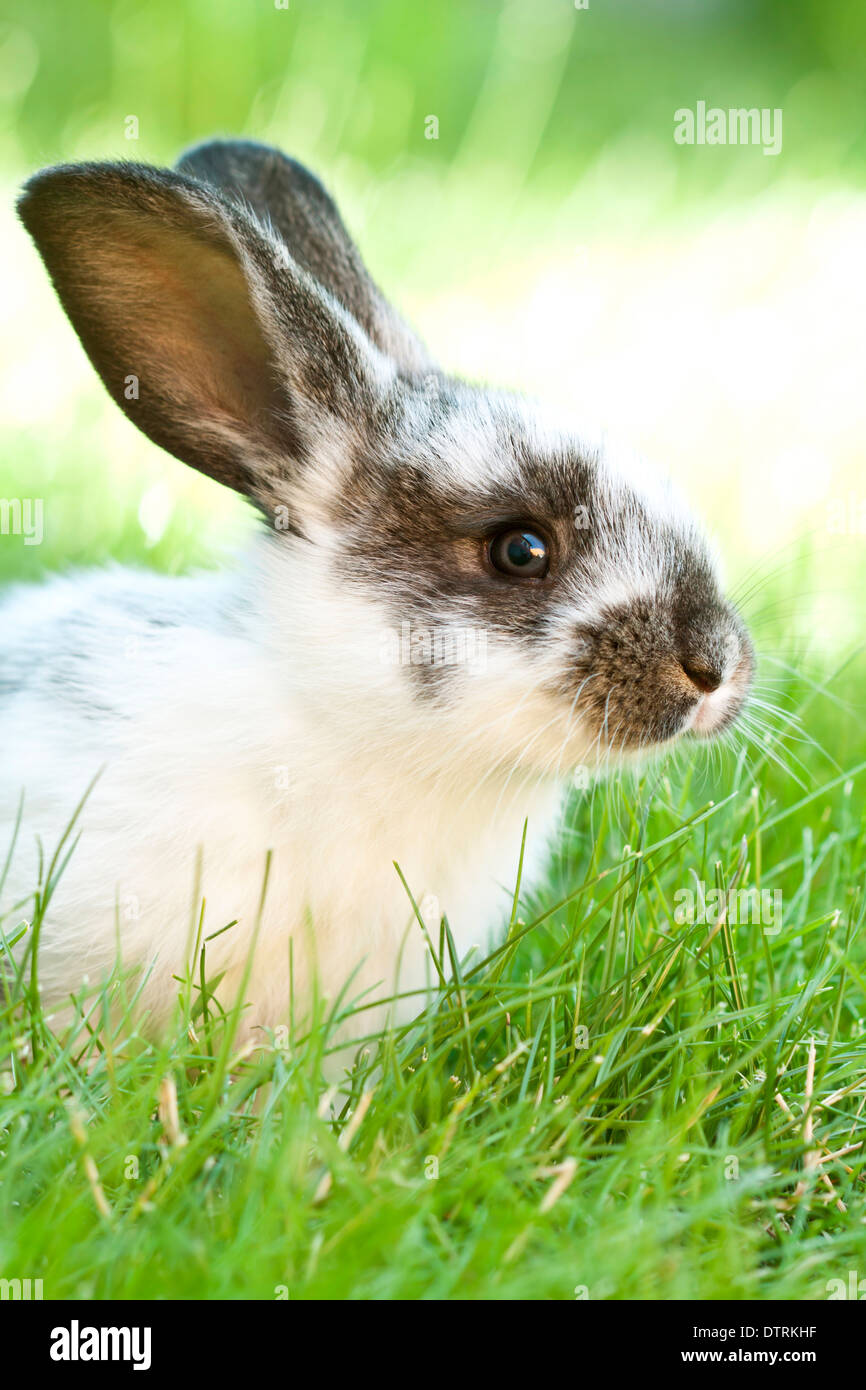 Baby rabbit lying down in hi-res stock photography and images - Alamy