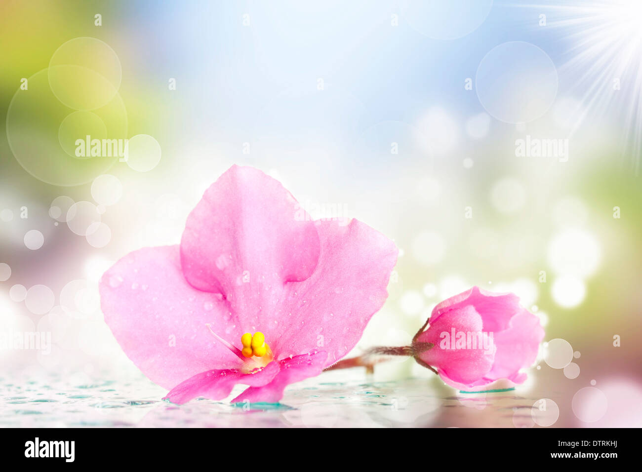 Spring background with pink flower and colorful lights Stock Photo - Alamy