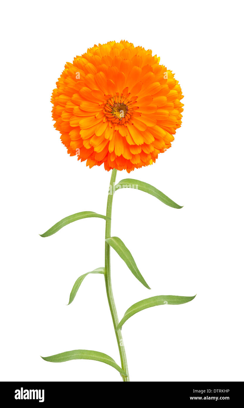 Marigold flower with stem isolated on white Stock Photo - Alamy