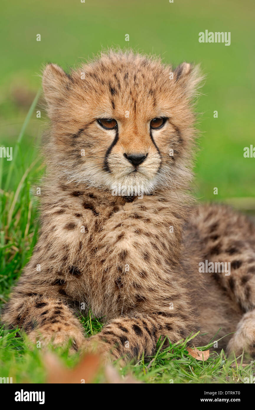 Cheetah vertical shot hi-res stock photography and images - Alamy