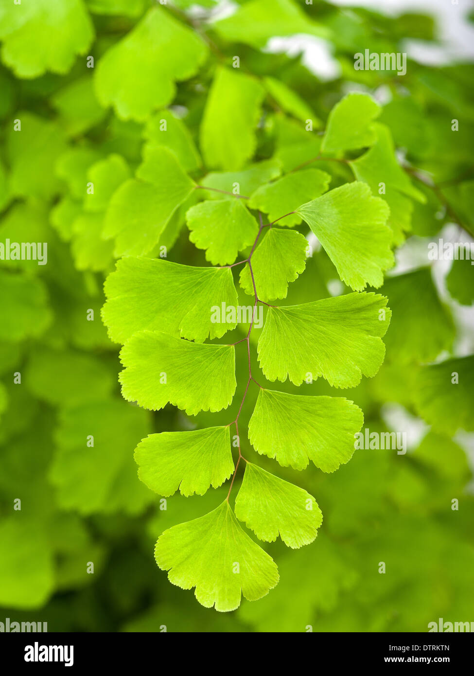 Maidenhair hi-res stock photography and images - Alamy