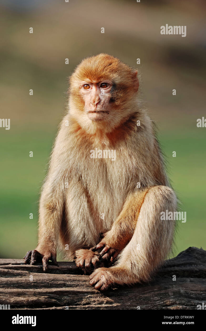 Barbary Monkey / (Macaca sylvanus, Macaca sylvana) / Barbary Ape Stock ...