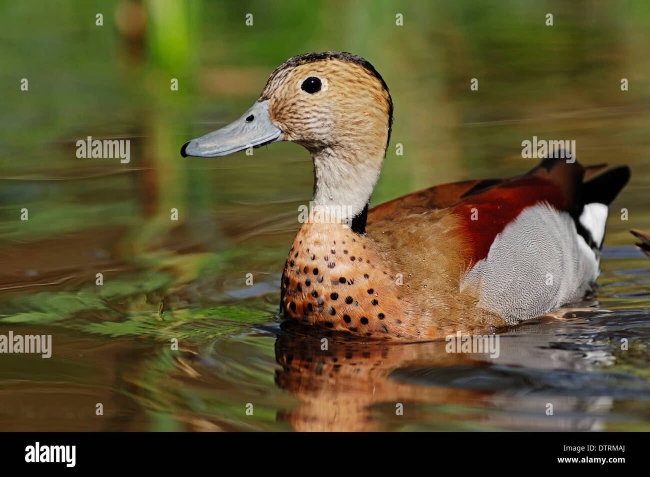 Ringed Teal, male / (Callonetta leucophrys) / drake Stock Photo - Alamy