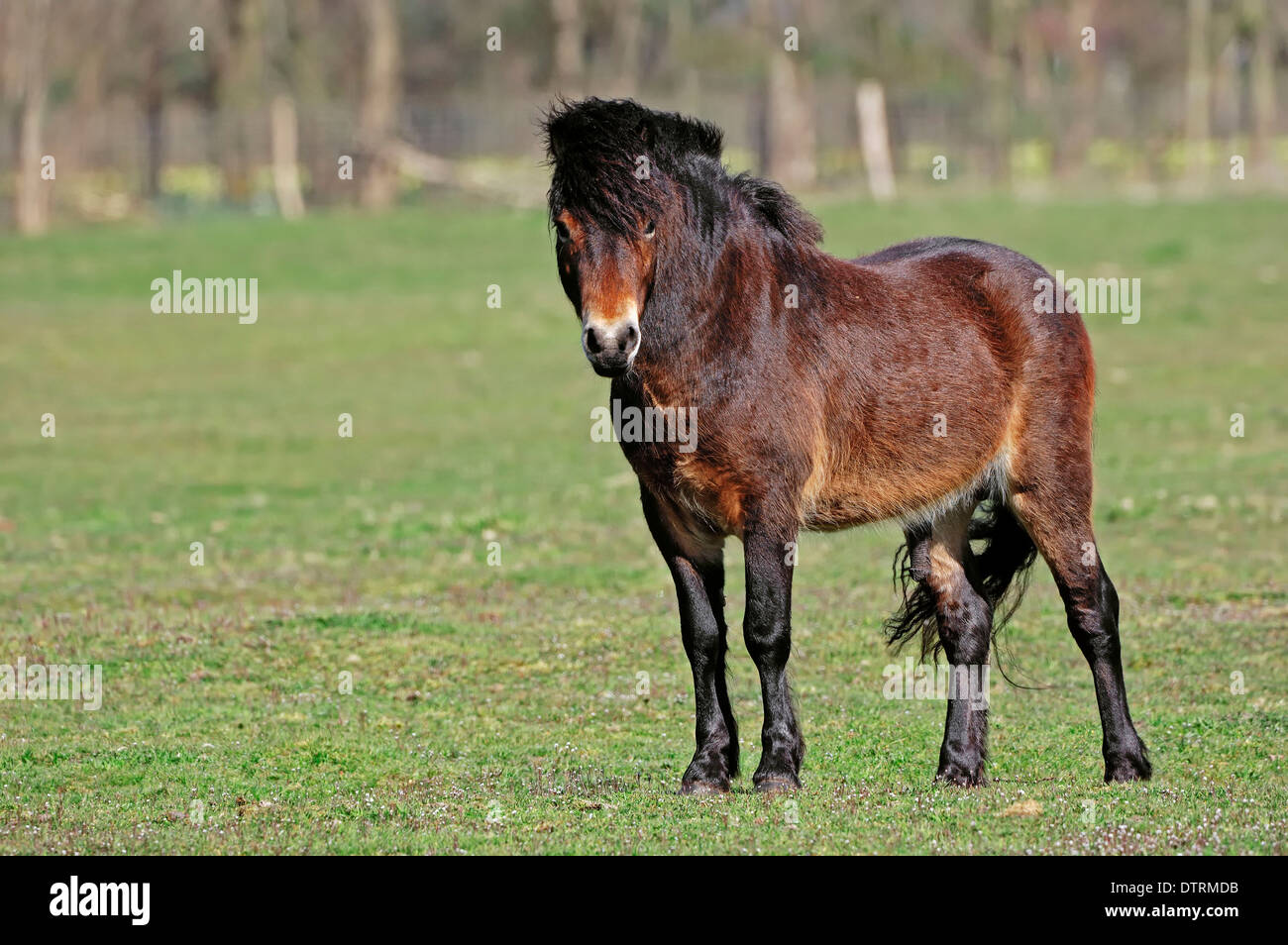 Exmoor Pony, stallion Stock Photo - Alamy