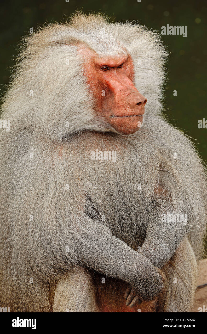 Hamadryas Baboon, male / (Papio hamadryas Stock Photo - Alamy