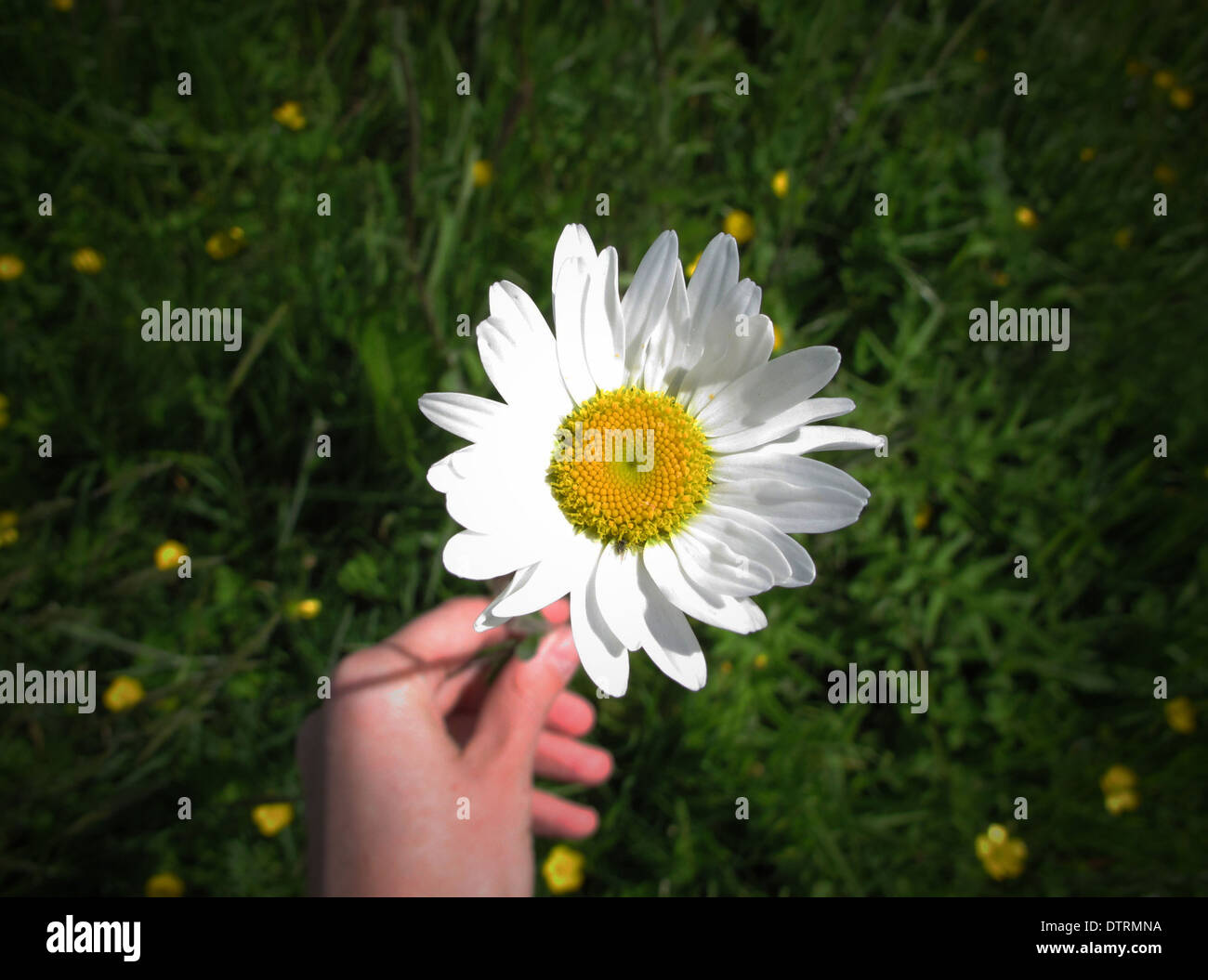 Hand holding a daisy Stock Photo - Alamy