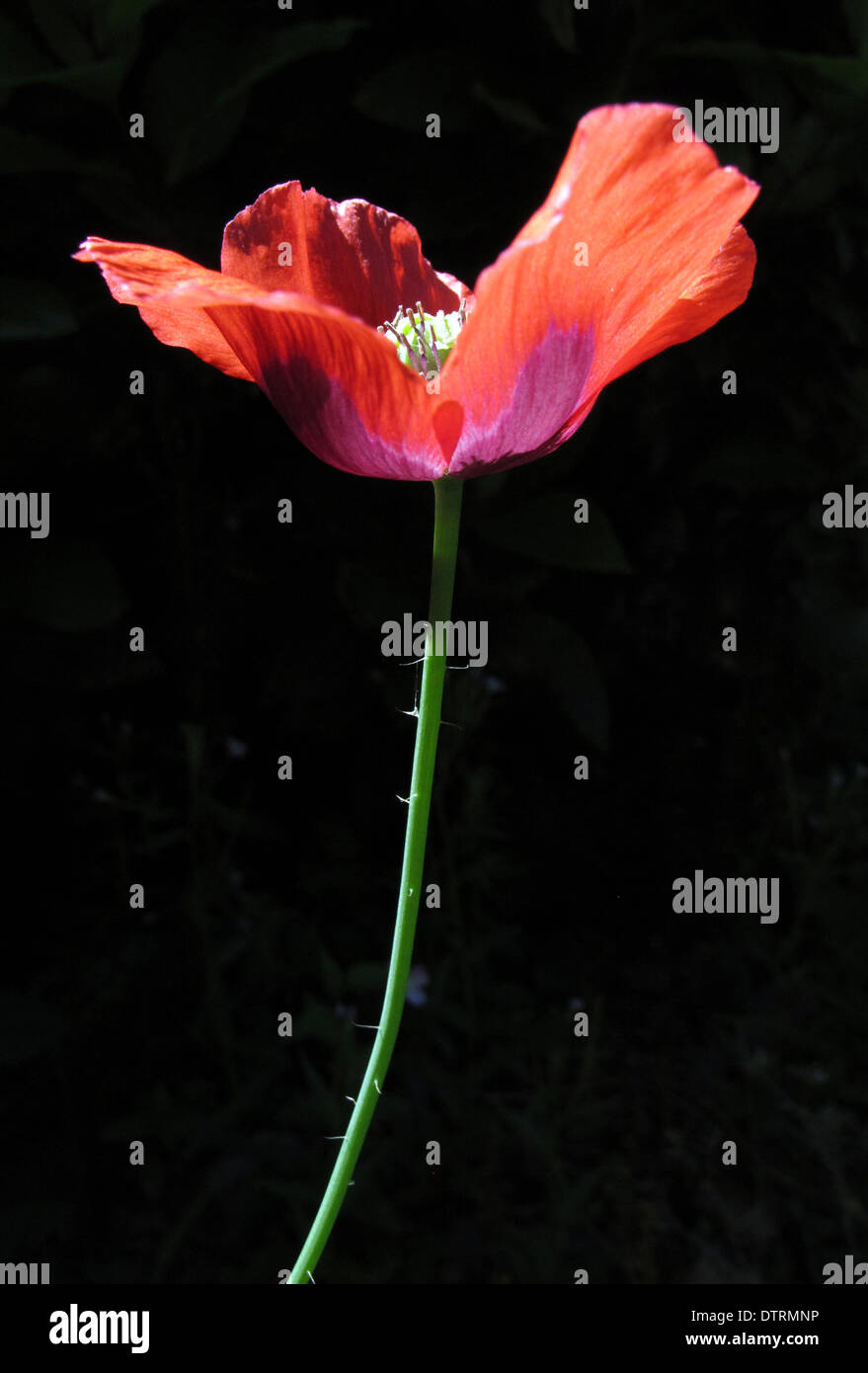 Single Red Poppy In A British Field Stock Photo - Alamy